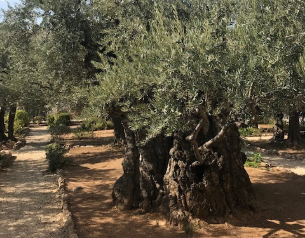 The Rock and the Roots (Part 2) | Comfort My People | Comfort My People